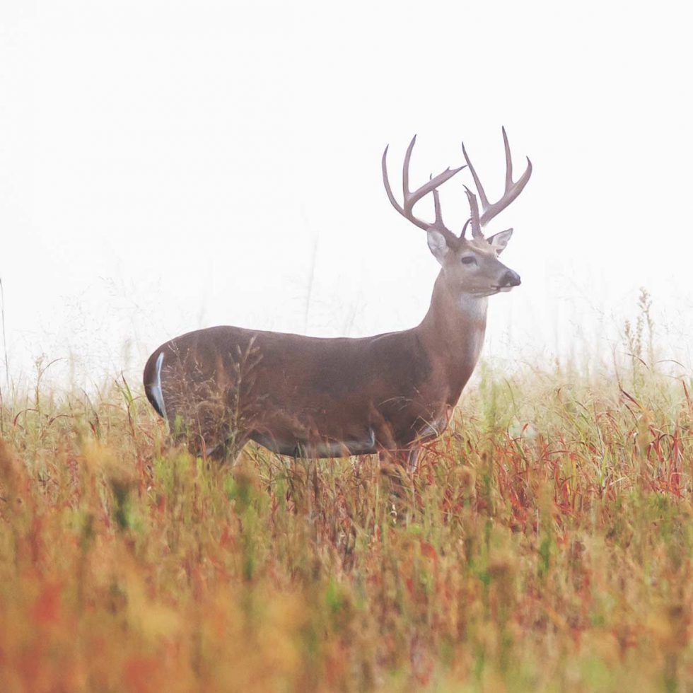 BattenKill Farms | The most premier hunting and fishing destination in ...