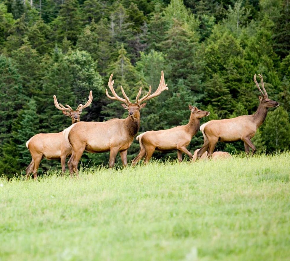 Hunting | BattenKill Farms