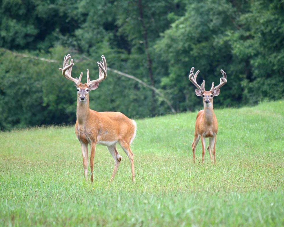 Hunting | BattenKill Farms